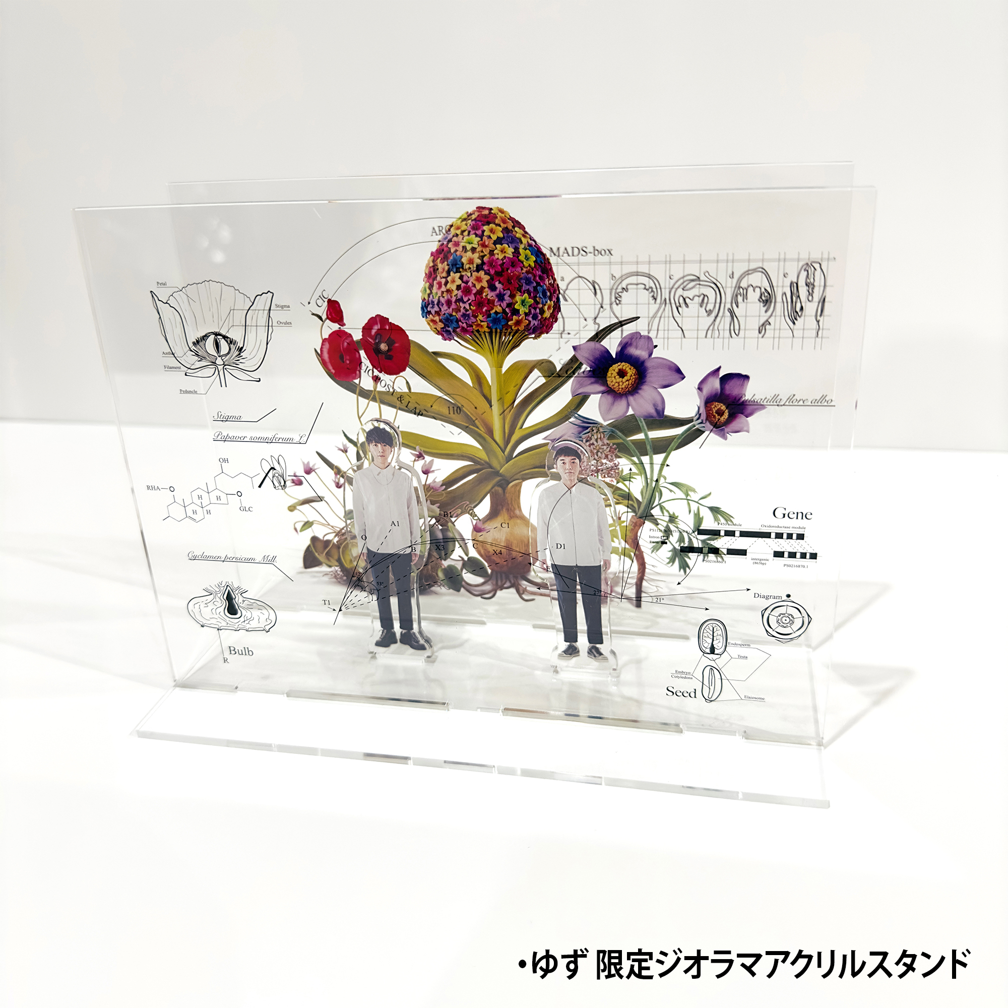 NEW ALBUM YUZU図鑑 | ゆずオフィシャルサイト